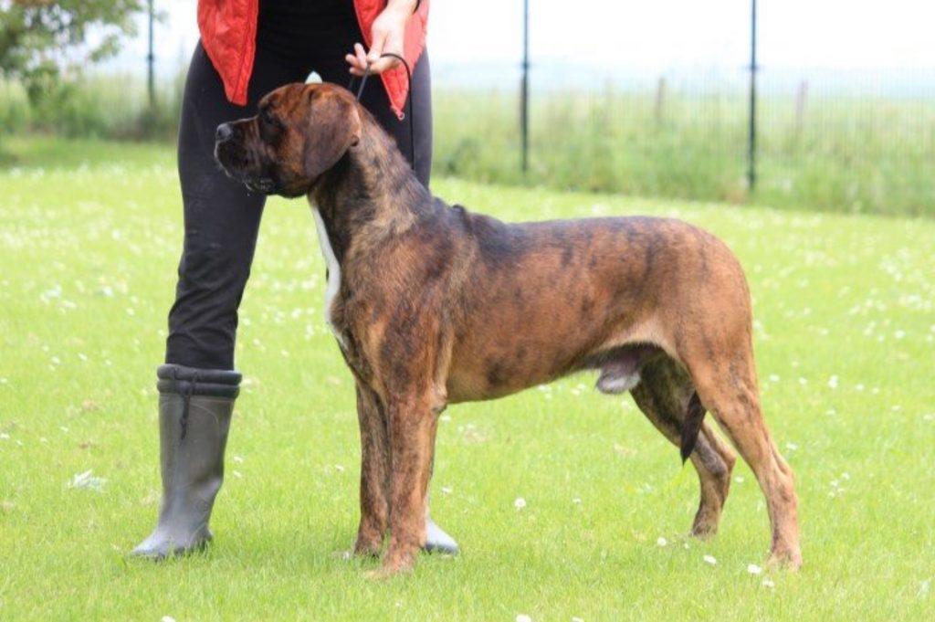 Alano Espanol | Alle info over Hondenrassen | De Nieuwe Hond