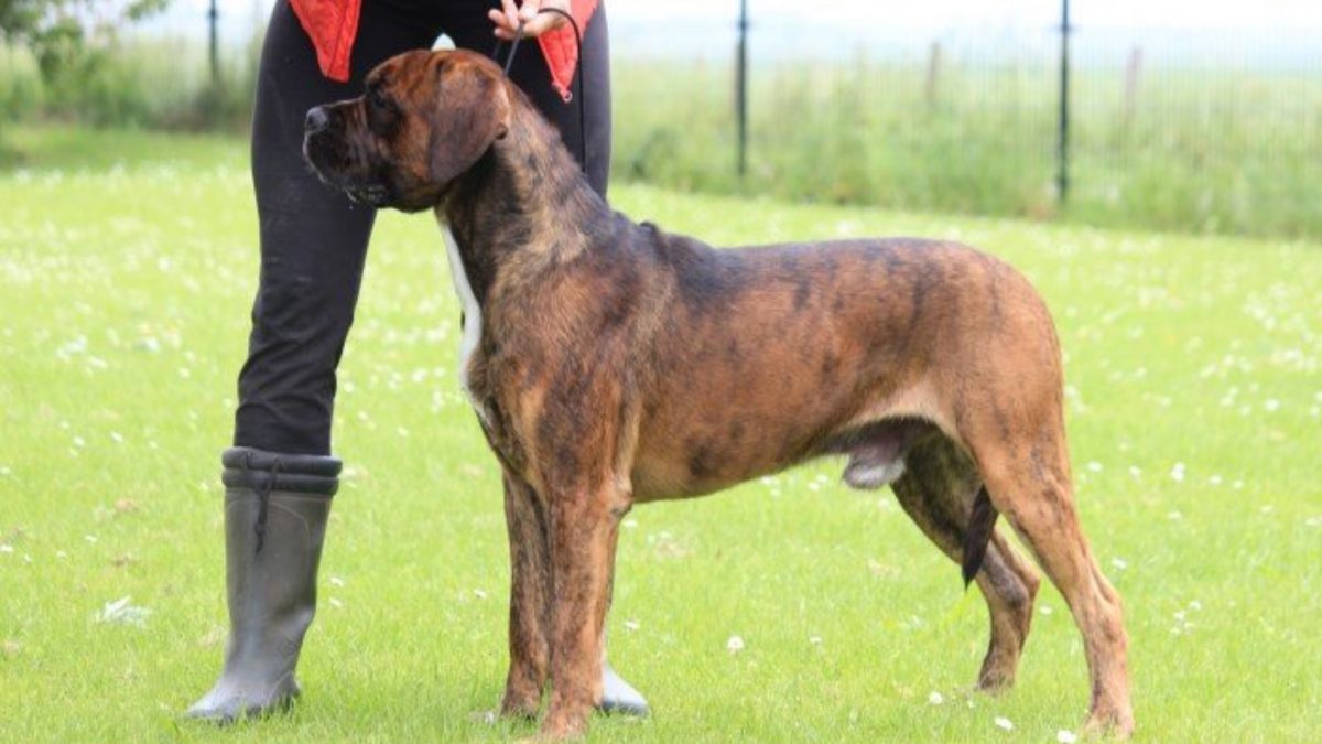 Alano Espanol | Alle info over Hondenrassen | De Nieuwe Hond