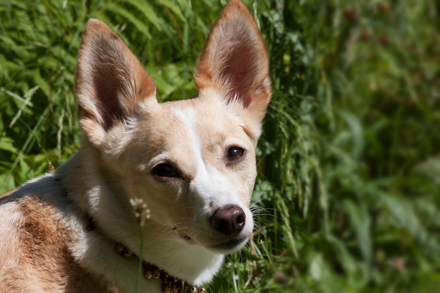 Podengo Português - Alles over hondenrassen - De Nieuwe Hond