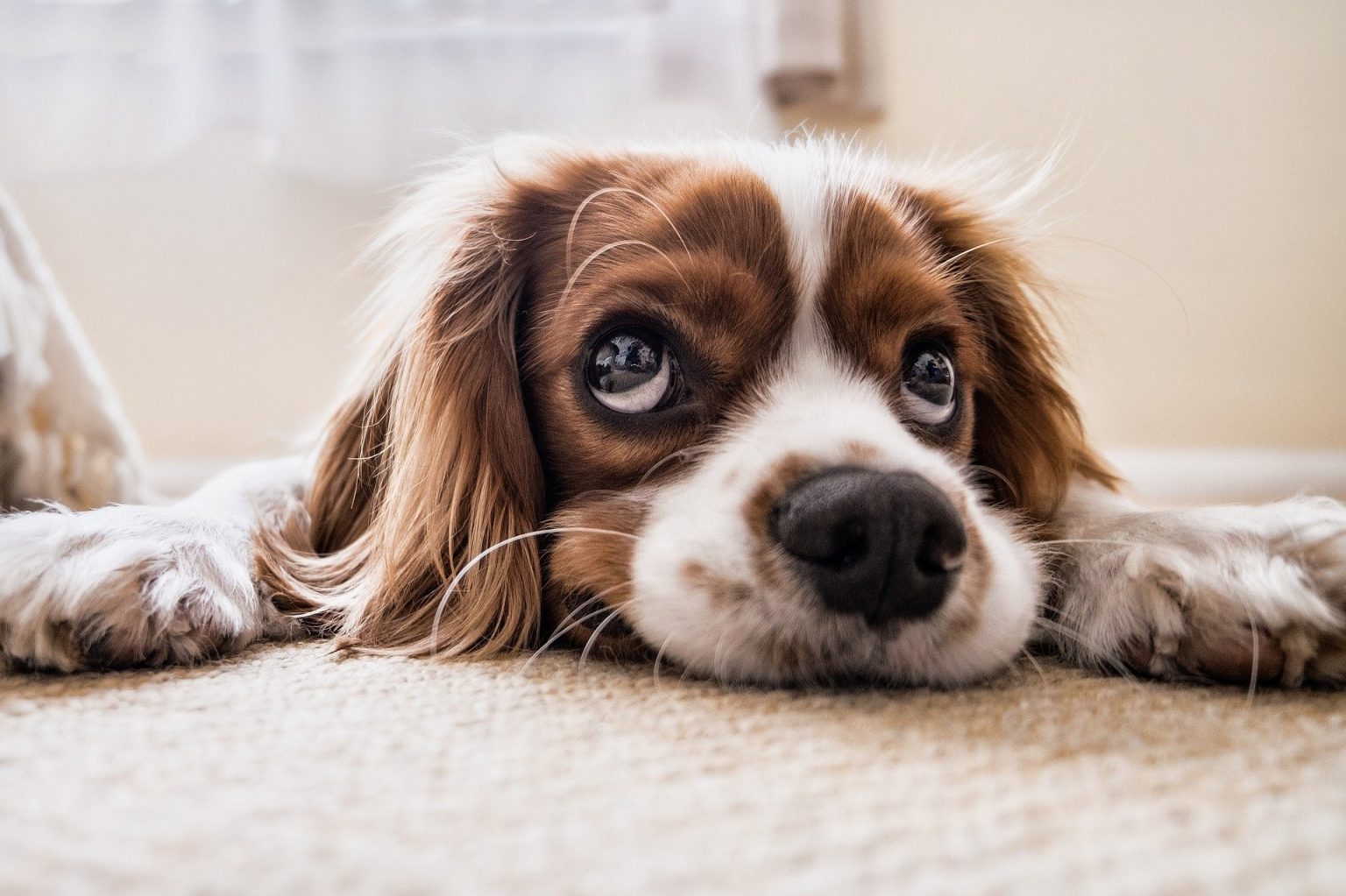 Lijst van groenten die honden mogen eten - De Nieuwe Hond