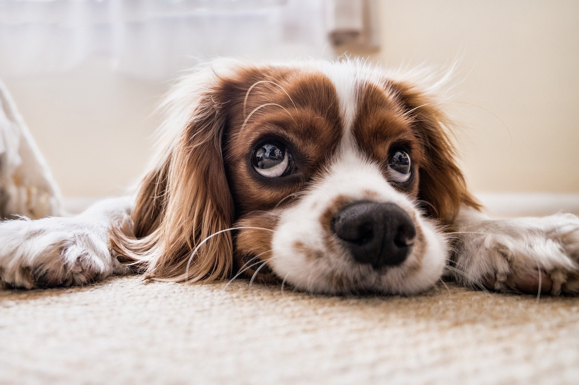 Een blije hond in huis met Jeroen Oomen - De Nieuwe Hond