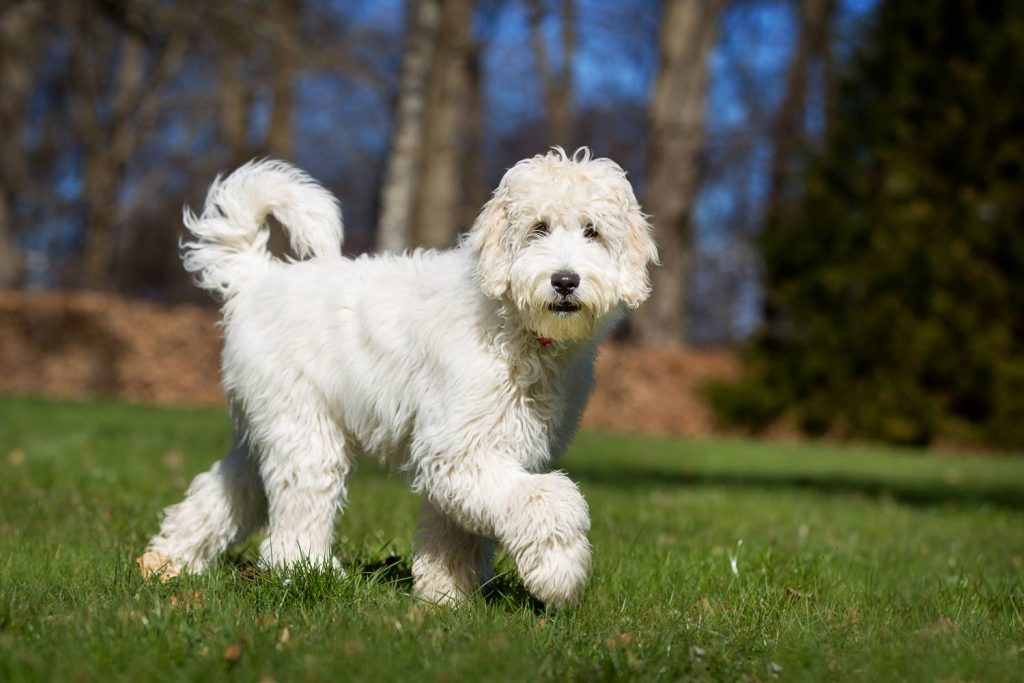 Labradoodle | Alles over Labradoodles | De Nieuwe Hond