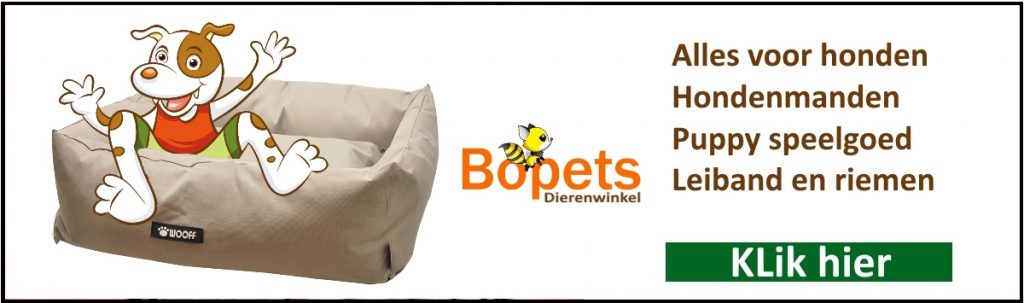 Amerikaanse Cocker Spaniel | Karakter | Verzorging | Hondenrassen | De ...