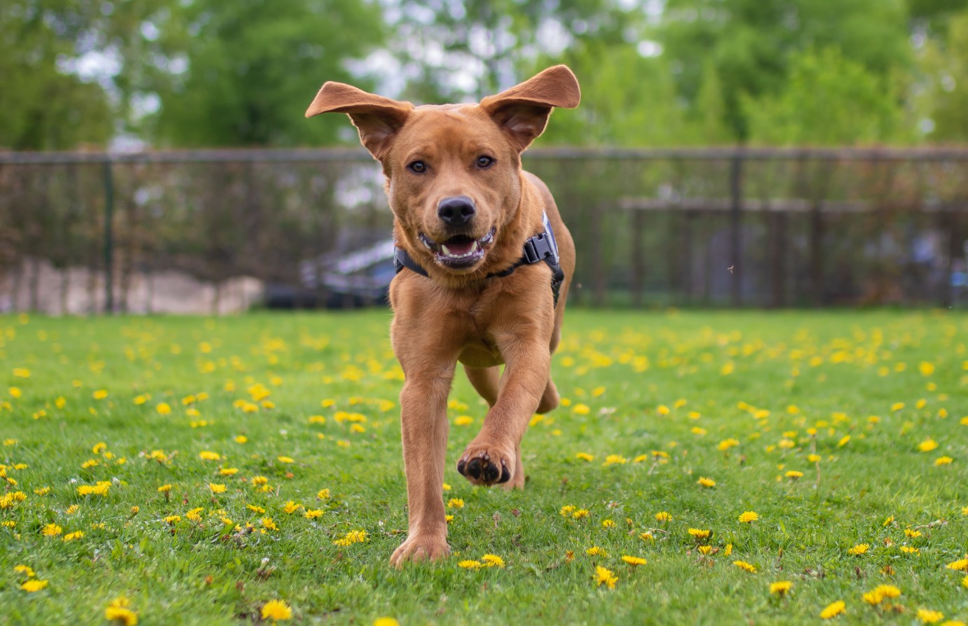 Een hond kopen? Waar een puppy kopen ? De Nieuwe Hond