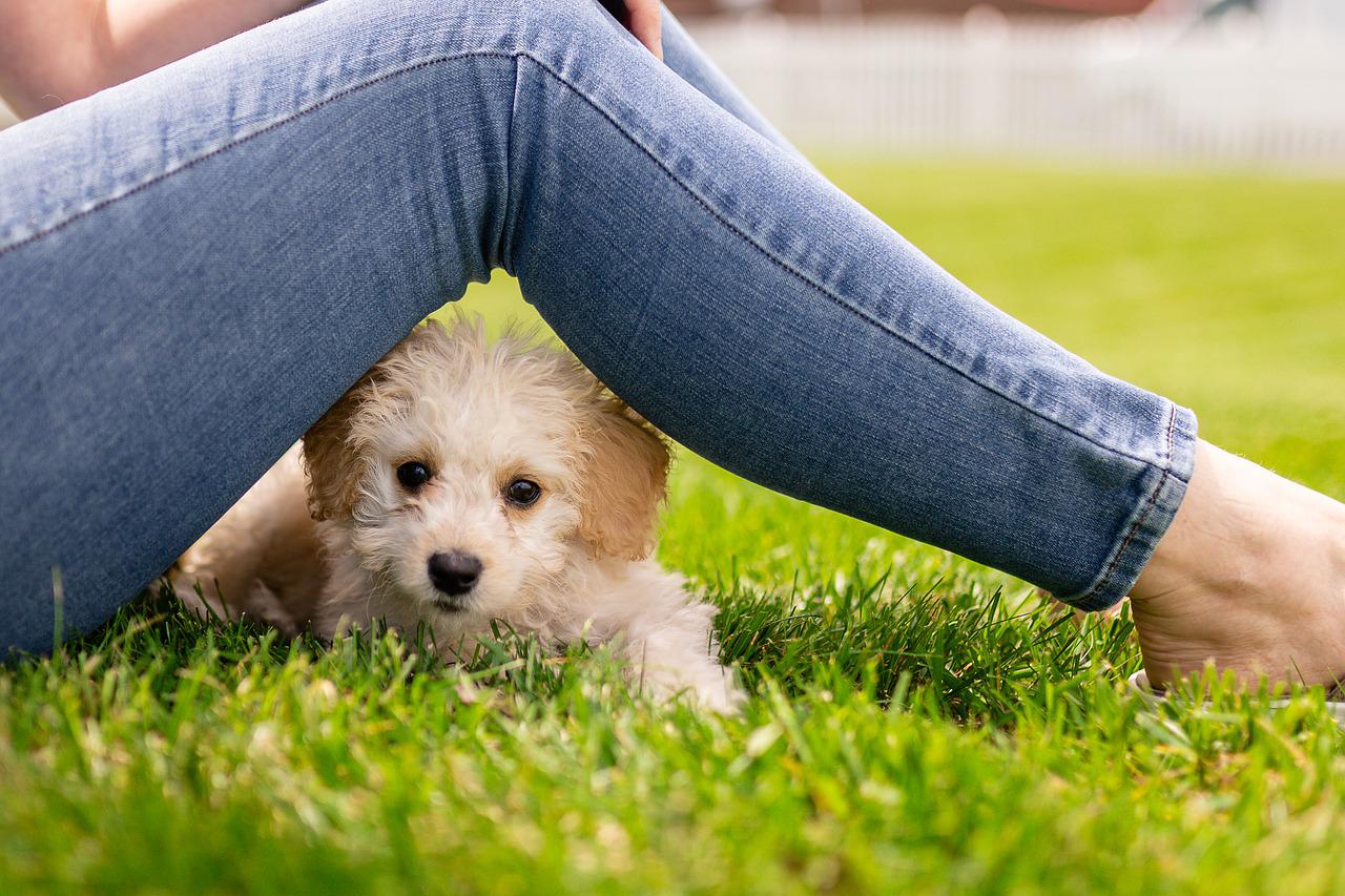 Een puppy opvoeden | Tips en Advies - De Nieuwe Hond
