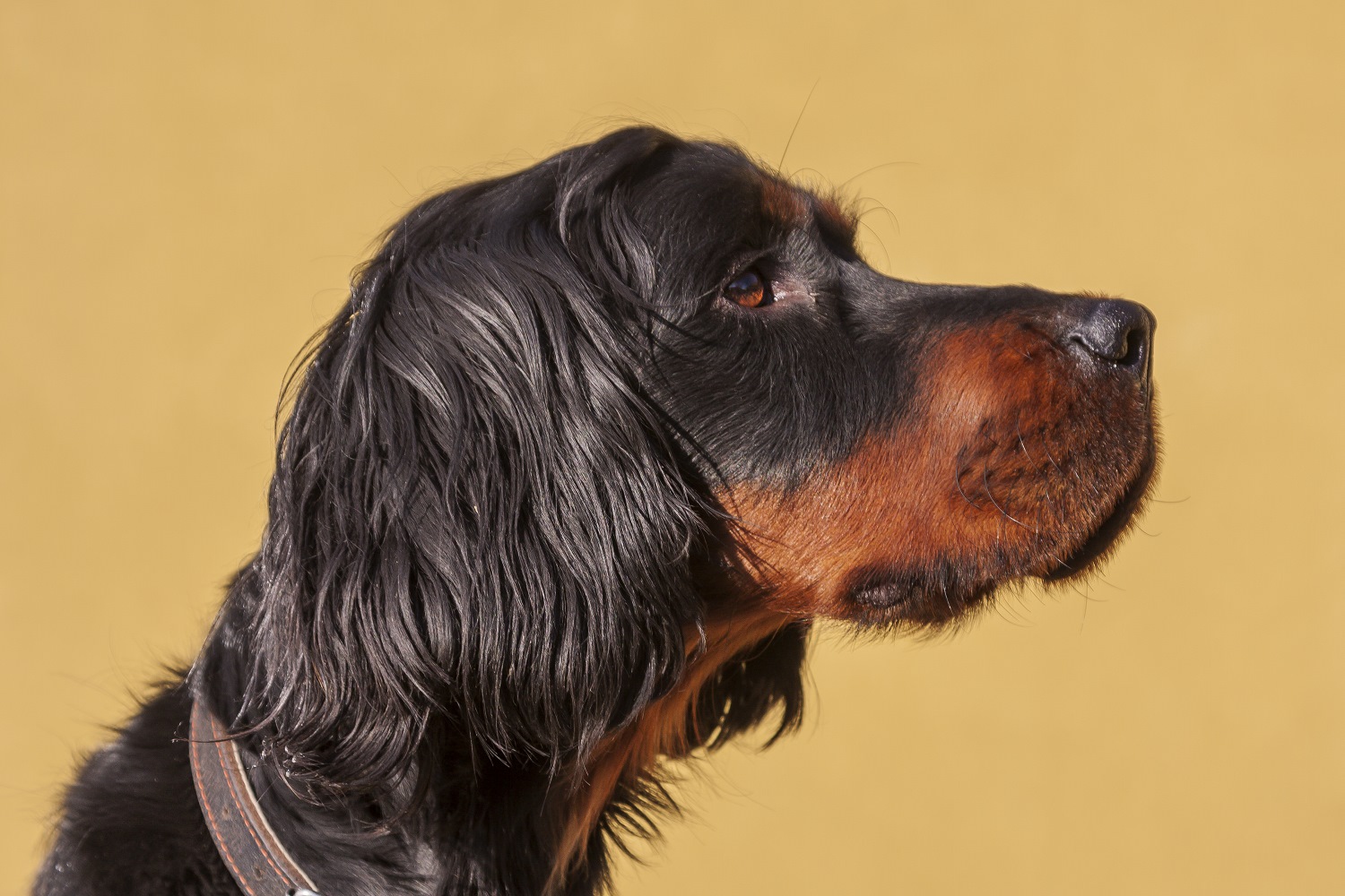 Gordon Setter | Karakter | Verzorging | Hondenrassen | De Nieuwe Hond