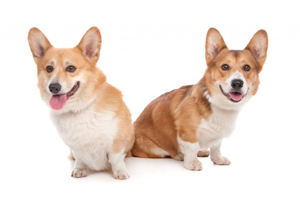 Welsh Corgi Pembroke | karakter |gezondheid en puppyinfo | De Nieuwe Hond