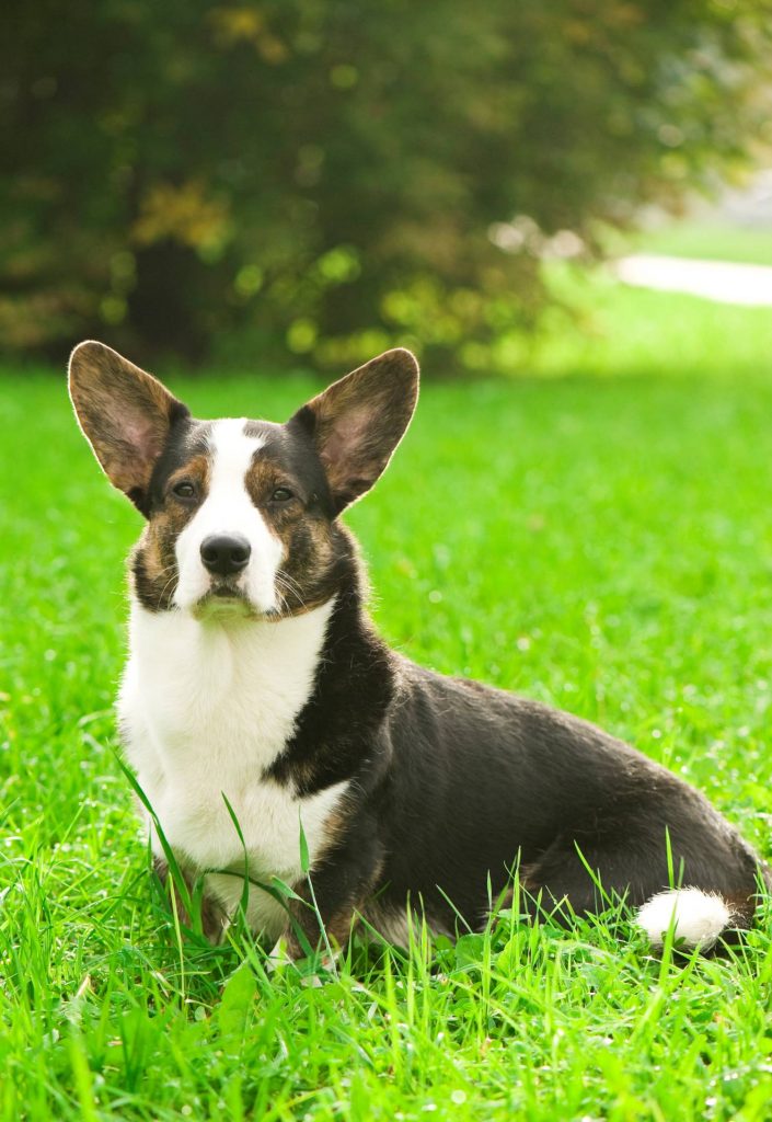 Welsh Corgi Cardigan | karakter | gezondheid en puppyinfo | De Nieuwe Hond