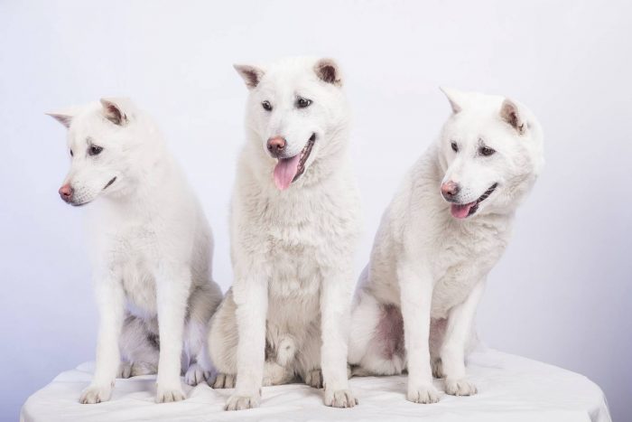 Top 7 Japanse hondenrassen - De Nieuwe Hond